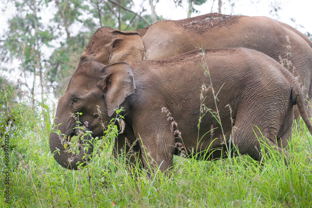 Wild elephants in Gavi forest. Rare visuals of wild elephants. wall ...