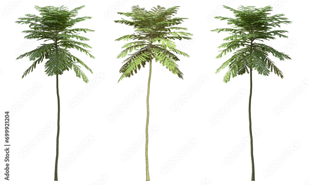 Solobium Parahyba Tree. Firetree Brasil or Pakis Brazil Tree. The tree ...