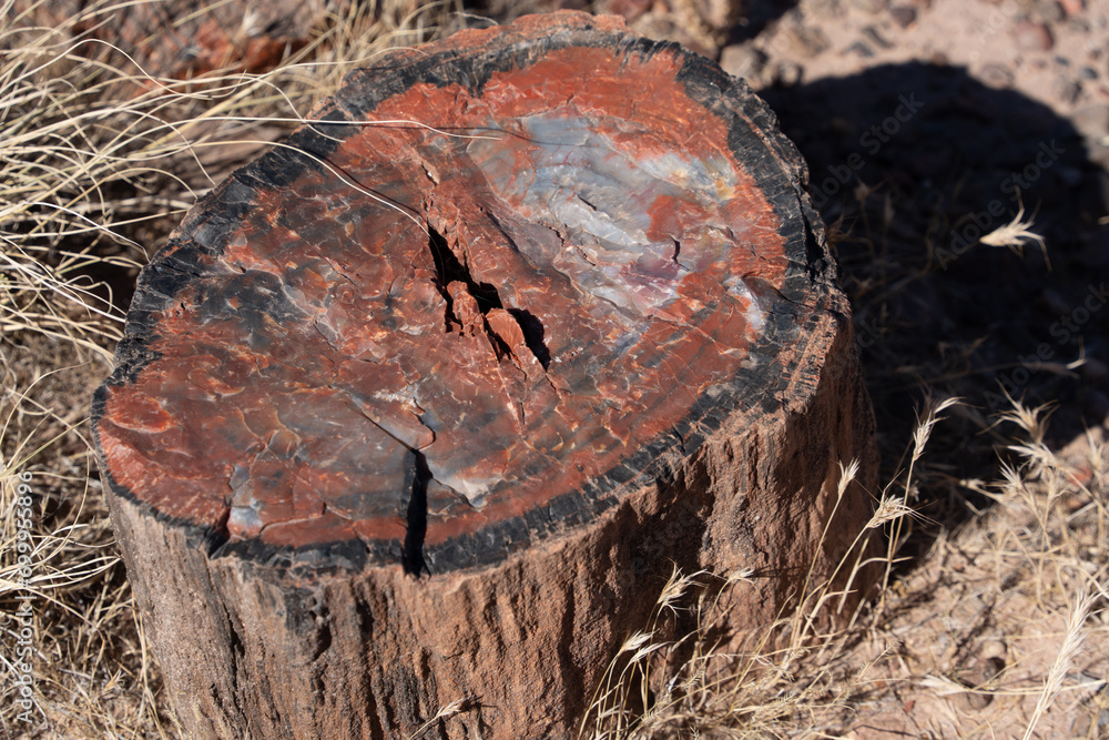 Petrified wood from the Triassic period showing tree rings and barkp ...