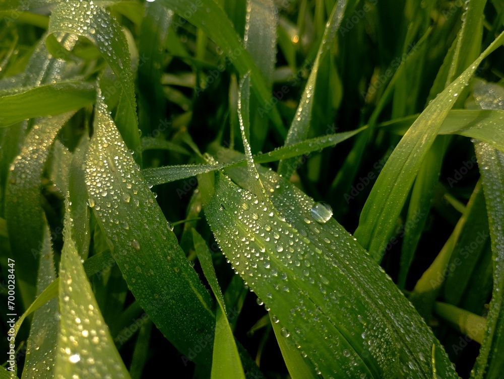 small wheat plants, green wheat field, dew on leaves, green field ...