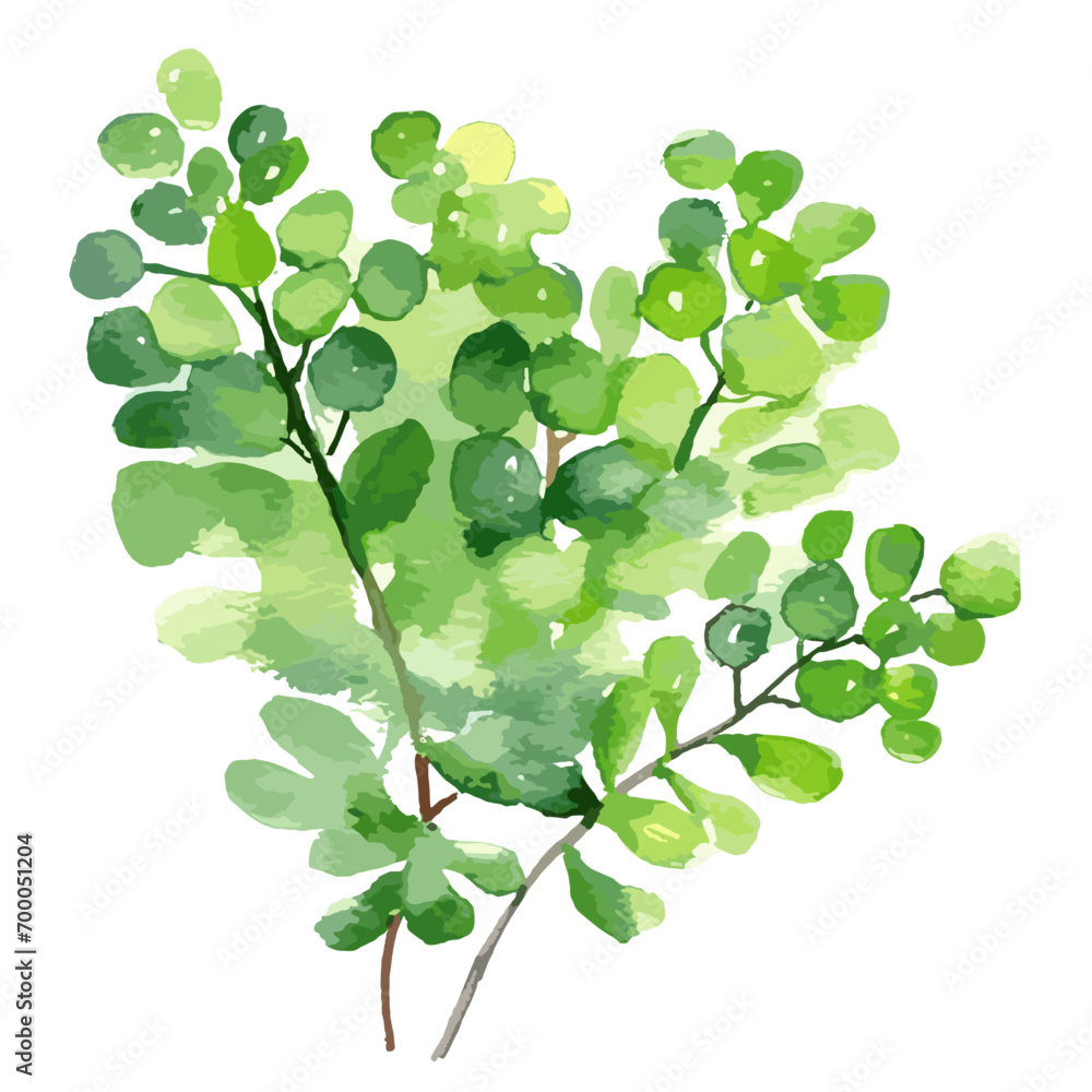 Watercolor green moringa, vector moringa leaf, isolated on white ...