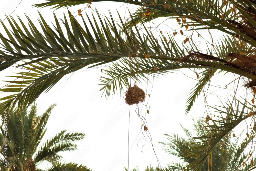 Weaver bird (Ploceus galbula) nest In Jeddah, Saudi Arabia. wildlife ...