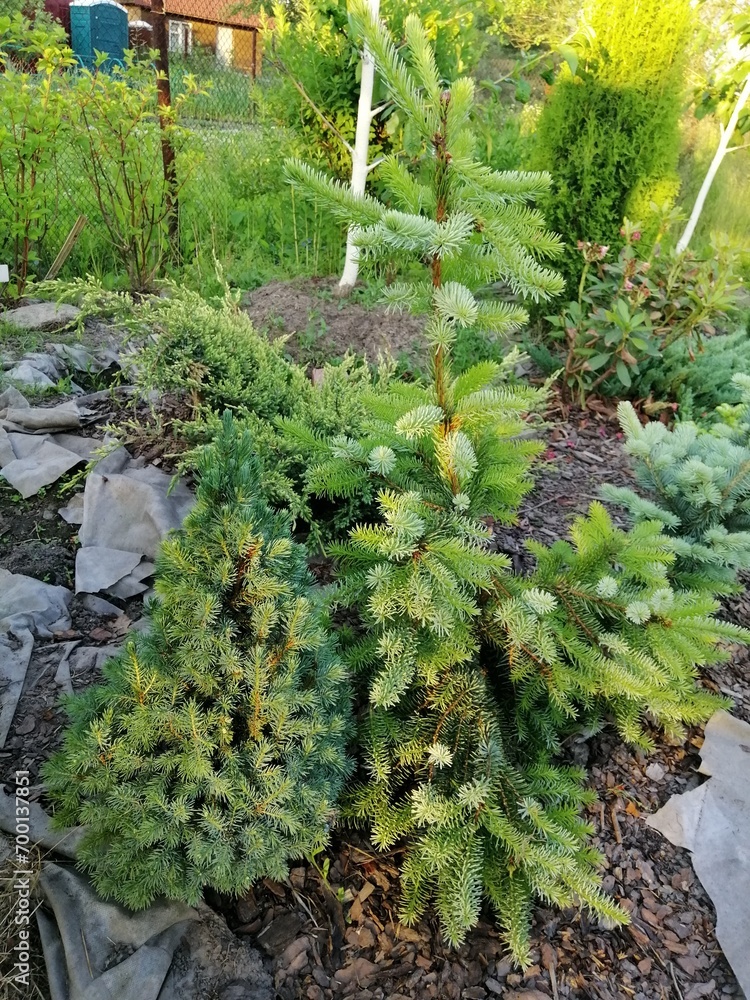 small seedling of Picea omorika Pendula with blue and silver needles on ...