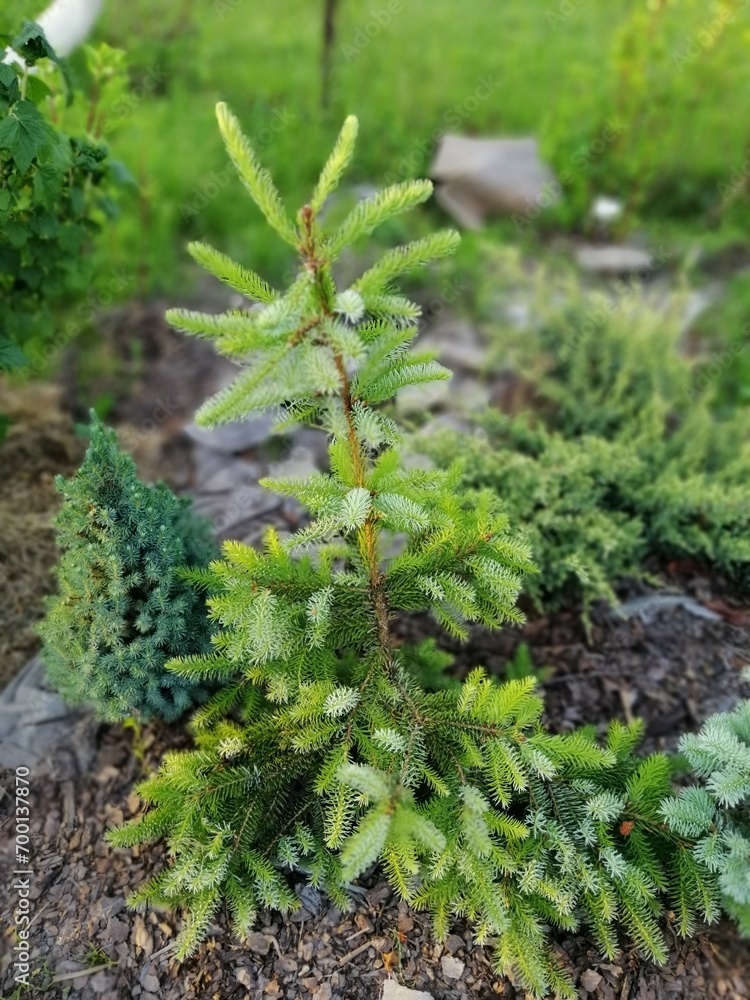 small seedling of Picea omorika Pendula with blue and silver needles on ...