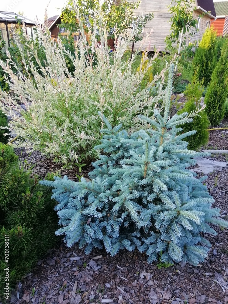 a small blue american spruce Super blue Sidling,Pinus mugo Mughus and ...