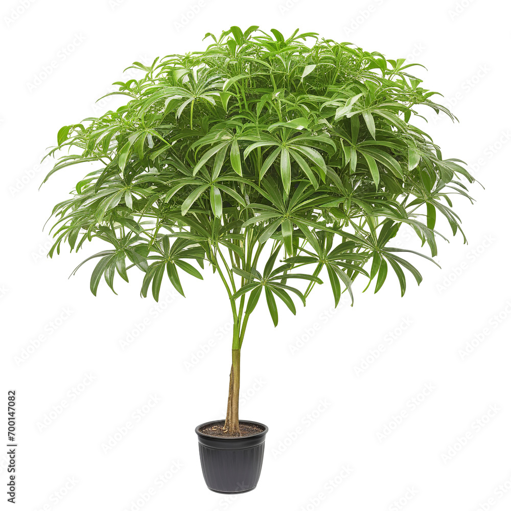 Stunning Illustration of Umbrella Plant Isolated on White On ...