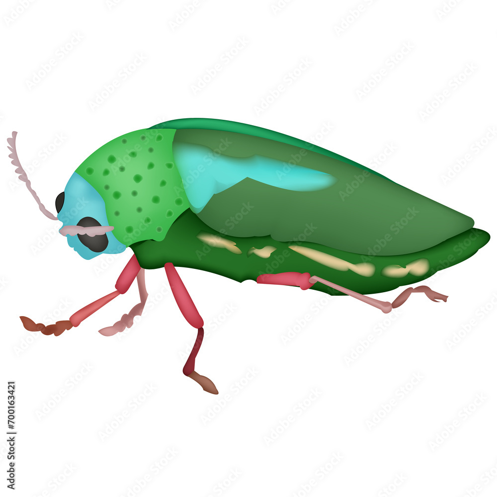 Beetle, beautiful, colorful. The insect is drawn from the side, where ...