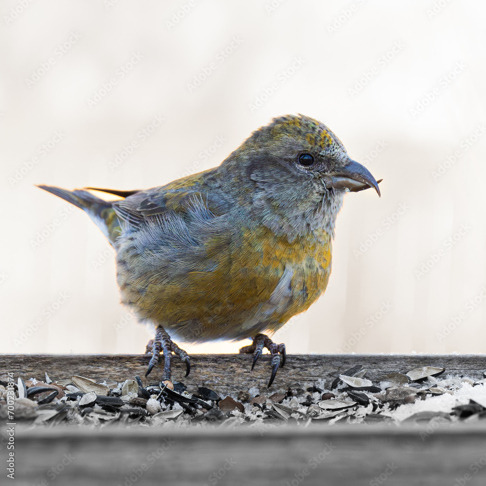 Very detailed picture of a female Red Crossbill wild bird at a bird ...