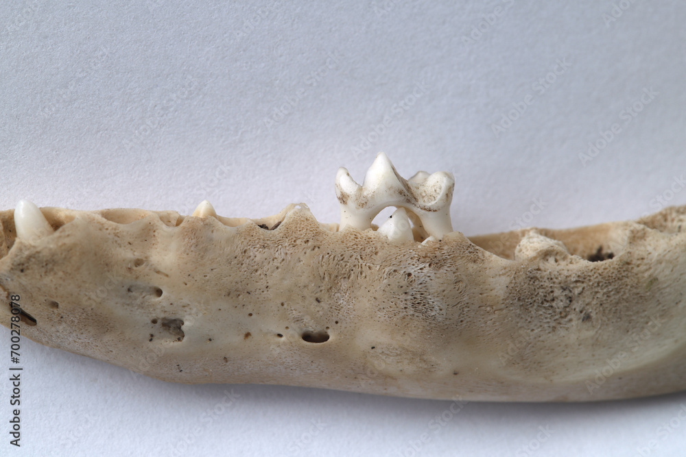 Close-up of a tooth emergeing from lower jaw of young racoon. Viewed ...