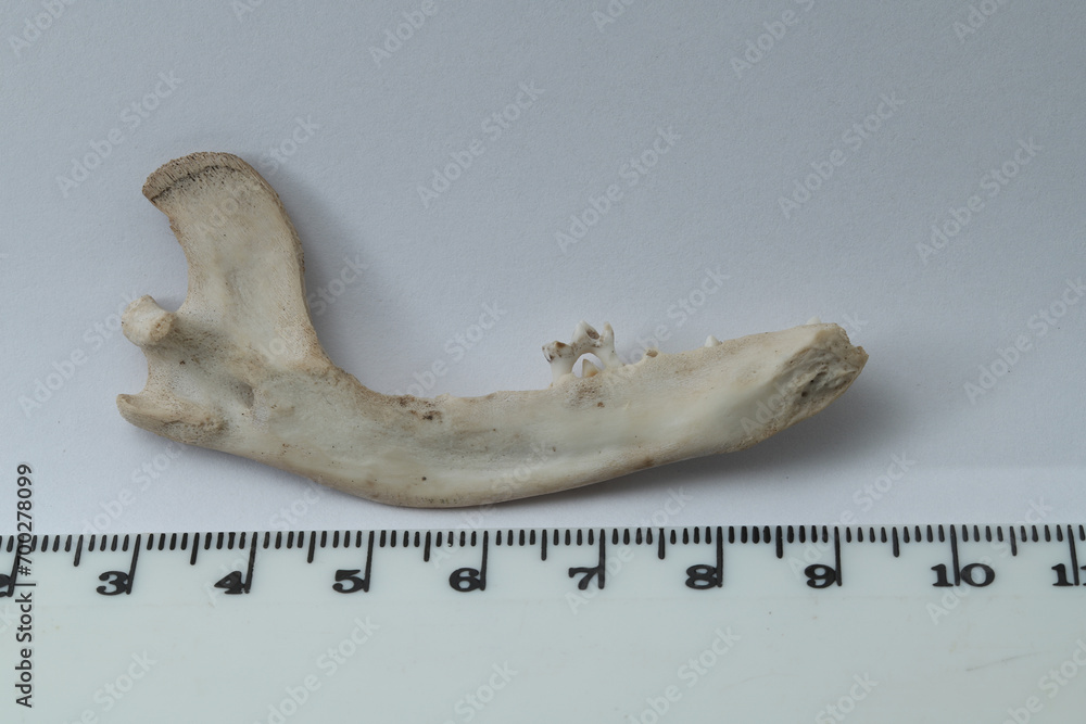 Lower jawbone (mandible) of baby raccoon with scale bar (centimeters ...