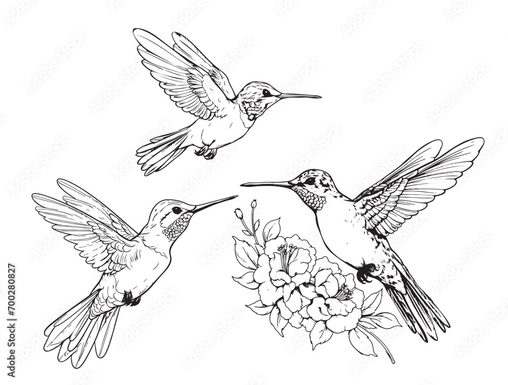 Hand drawn humming birds isolated on white. Monochrome flying ...