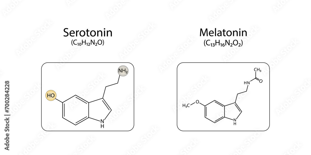 Serotonin and Melatonin structural chemical formula. Isolated on white ...