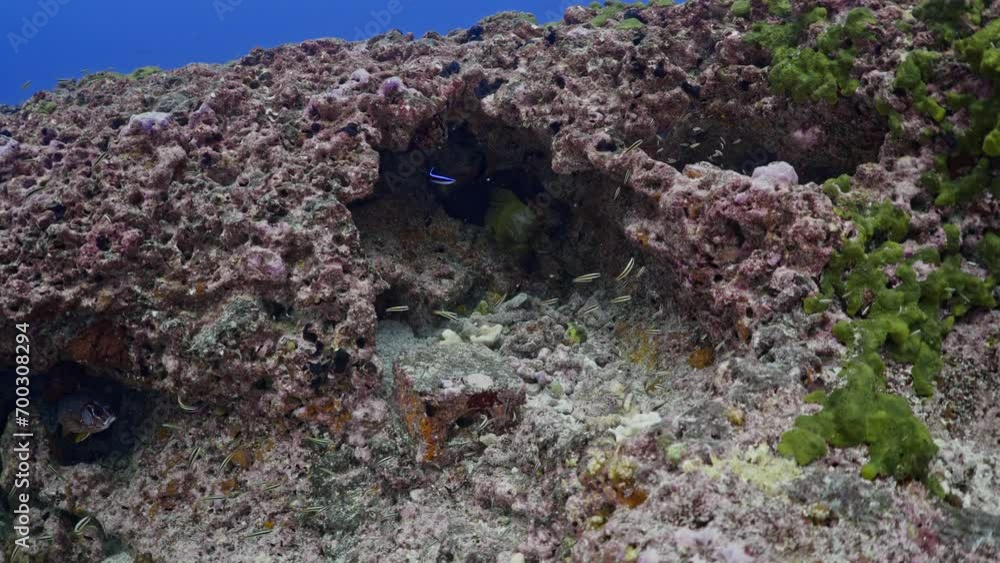 Java Moray Eel over on the coral reef in the pass of Tiputa of the ...