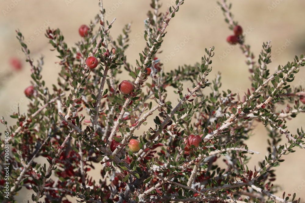 Halls Purple Bush, Tetracoccus Hallii, a native perennial dioecious ...