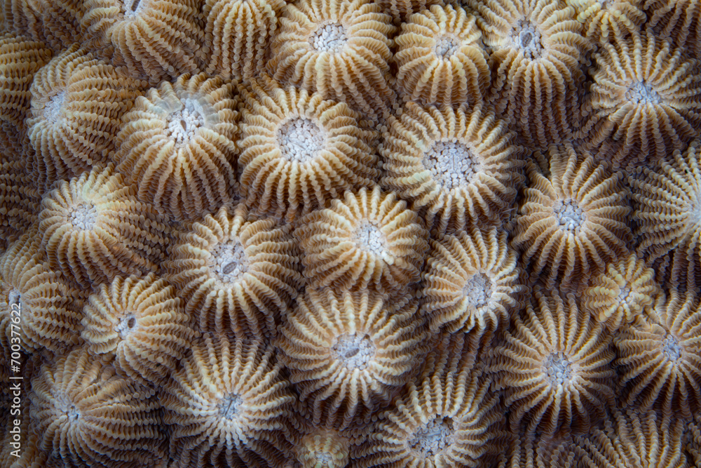 Detail of a Diploastrea coral colony growing on a beautiful reef in ...
