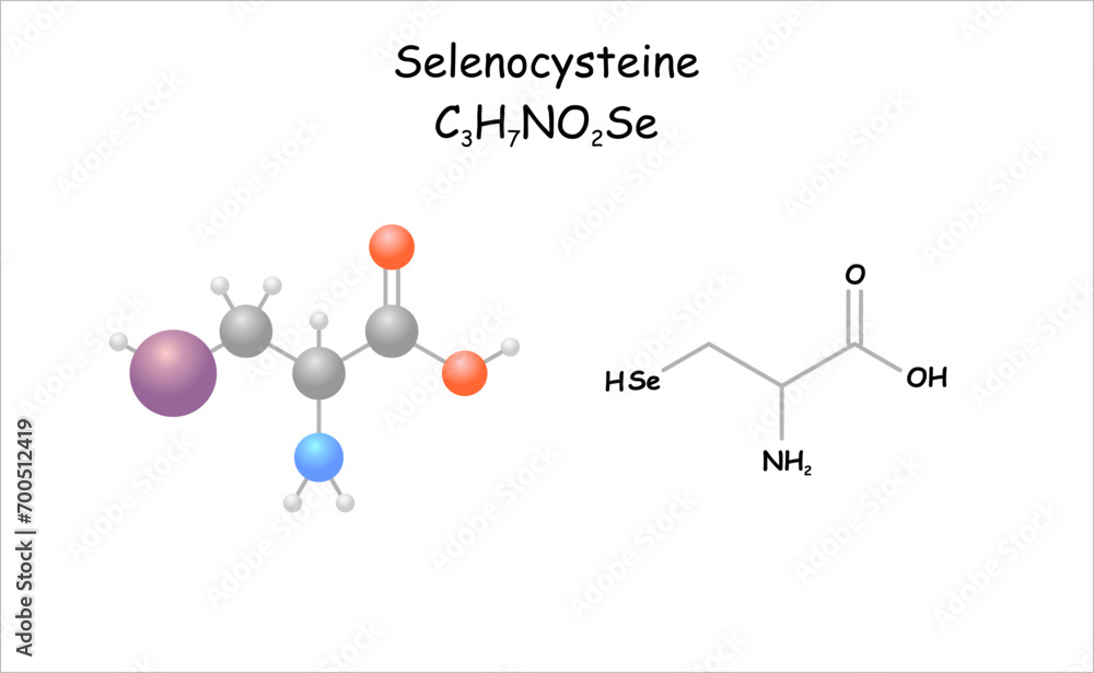 Selenocysteine. Stylized molecule model and structural formula. Stock ...