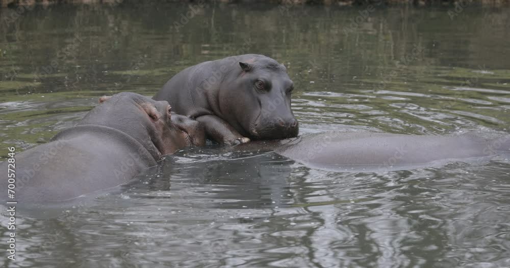 Affection in the Water: A small hippo tenderly licking a larger ...