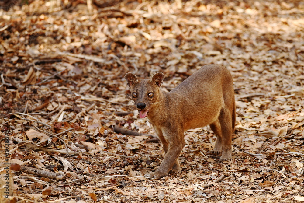 Pregnant female Fossa (Cryptoprocta ferox), also known as Fosa, at the ...