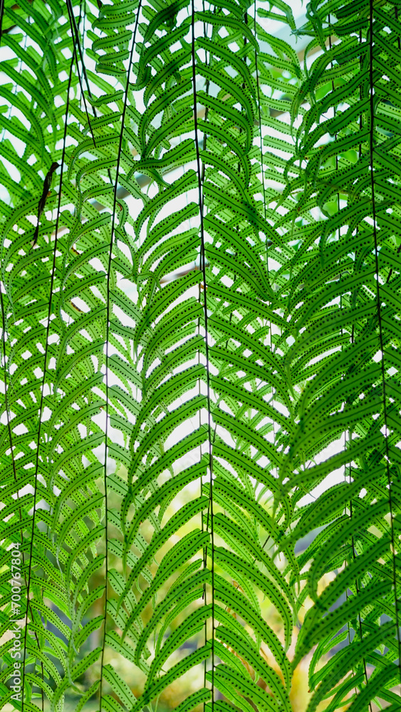 green fern leaves(Fishbone Fern, Sword Fern, Nephrolepis cordifolia ...