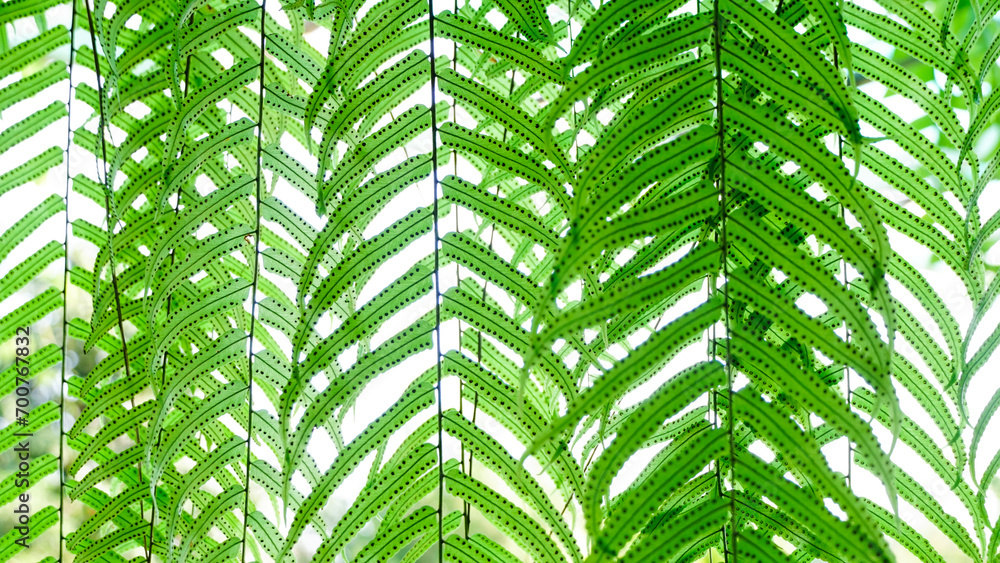 green fern leaves (Fishbone Fern, Sword Fern, Nephrolepis cordifolia ...