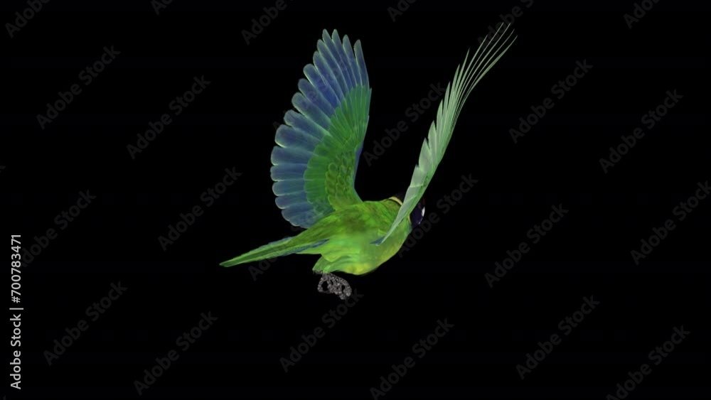 Black-Hooded Green Parakeet - American Parrot Bird - Back Angle View CU ...