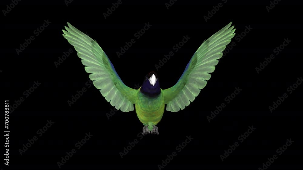 Black-Hooded Green Parakeet - American Parrot Bird - Front View CU ...