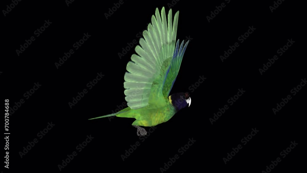 Black-Hooded Green Parakeet - American Parrot Bird - Side View Close Up ...