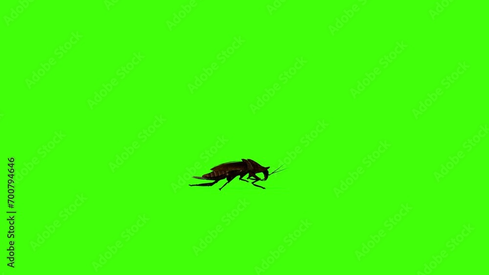 3D cockroach insect walking seamless loop rendering with a walk cycle ...