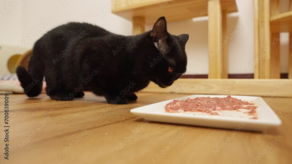 4K Black British Shorthair cat eating cat food on white dish on the ...
