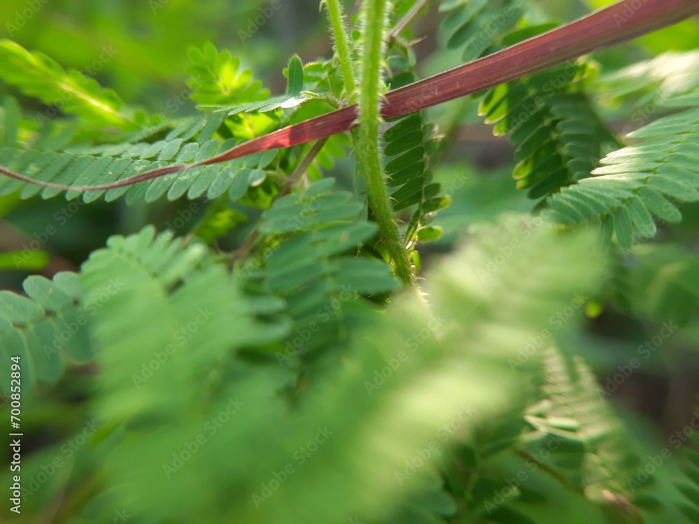 Cicer Milkvetch (Astragalus cicer L.) Close Up in the Morning for ...