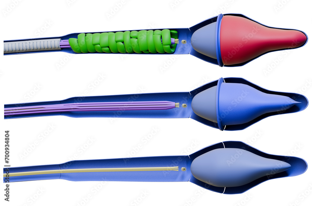 Three types of human sperm structures: shallow, middle, and deep, shown ...