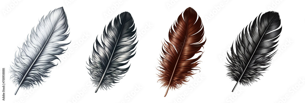 Set of Detailed Feather Illustrations Isolated on Transparent ...