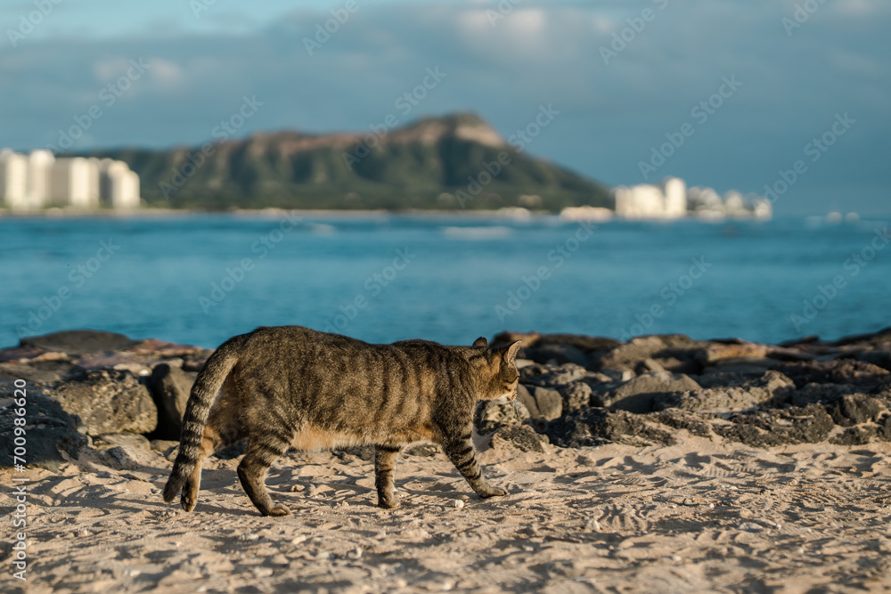 Stray cat at Magic Island / Ala Moana Regional Park Oahu Hawaii Stock ...