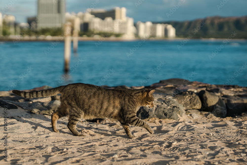 Stray cat at Magic Island / Ala Moana Regional Park Oahu Hawaii Stock ...