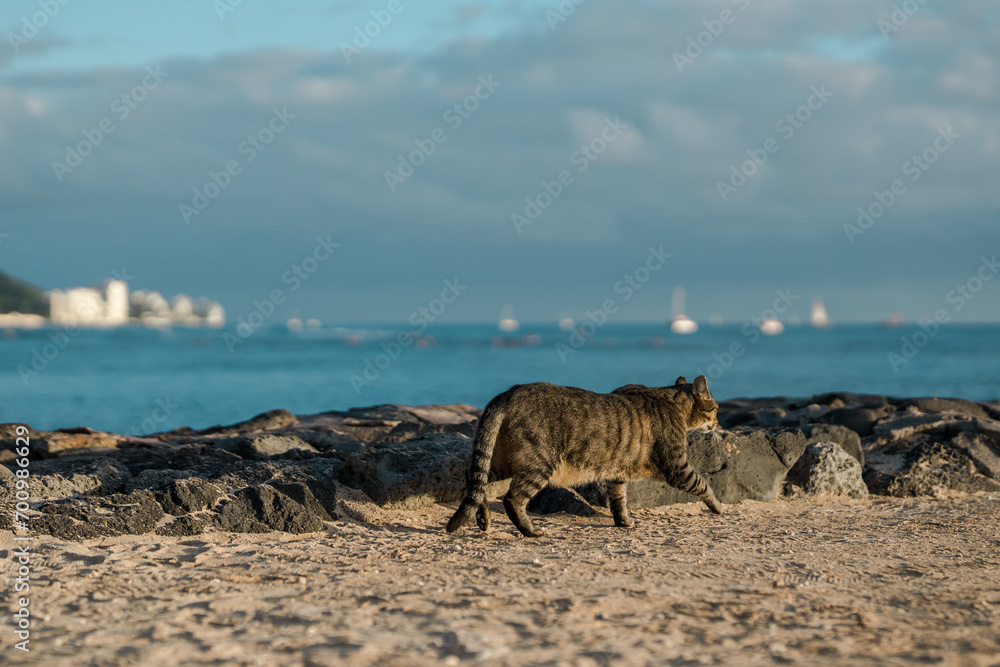 Foto de Stray cat at Magic Island / Ala Moana Regional Park, Oahu ...
