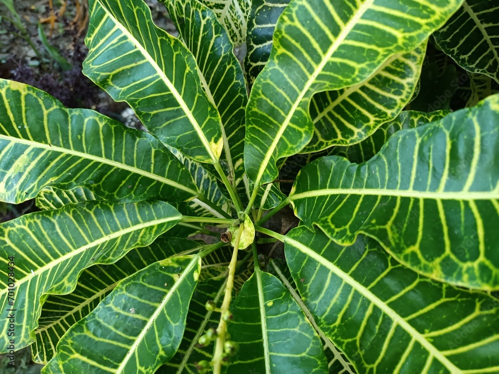 Codiaeum variegatum is a species of plant in the genus Codiaeum, which ...