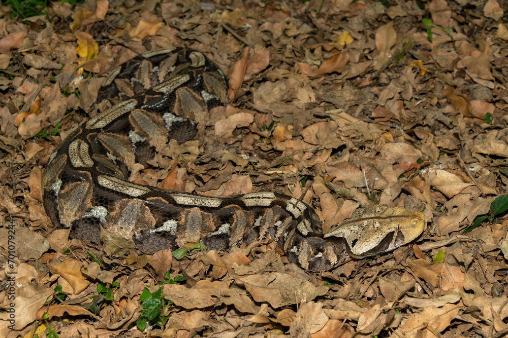 Gaboon Adder (Bitis gabonica), also called the Gaboon Viper, displaying ...