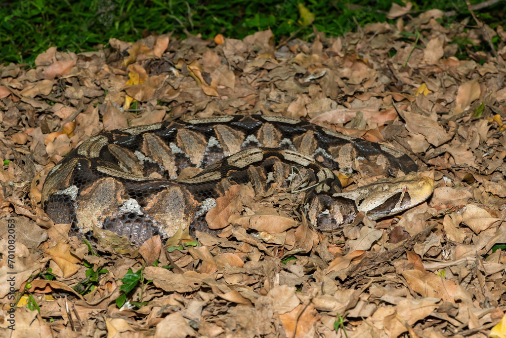 Gaboon Adder (Bitis gabonica), also called the Gaboon Viper, displaying ...