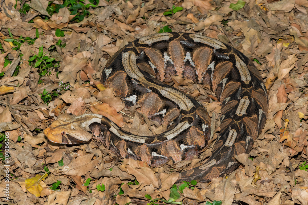 Gaboon Adder (Bitis gabonica), also called the Gaboon Viper, displaying ...