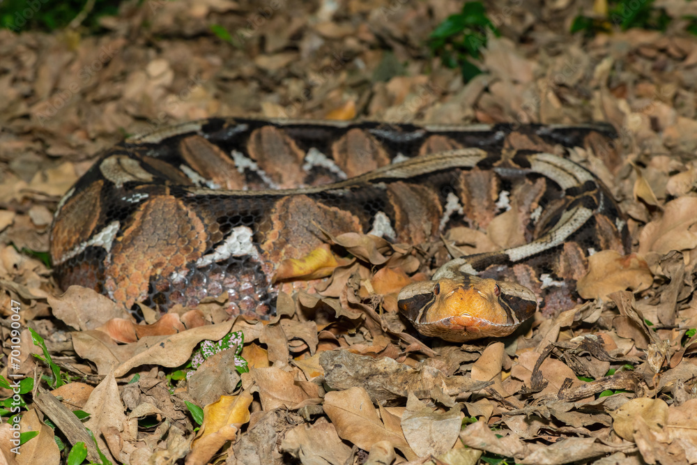 The beautiful camouflage of the Gaboon Adder (Bitis gabonica), also ...