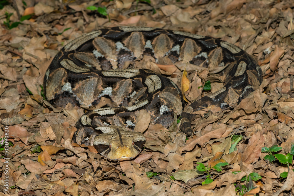 Gaboon Adder (Bitis gabonica), also called the Gaboon Viper, displaying ...