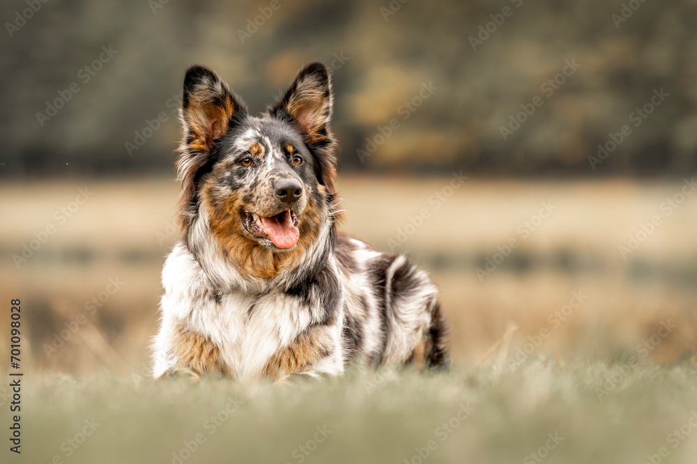 Beautiful dog German shepherd with an Australian shepherd mix with ...