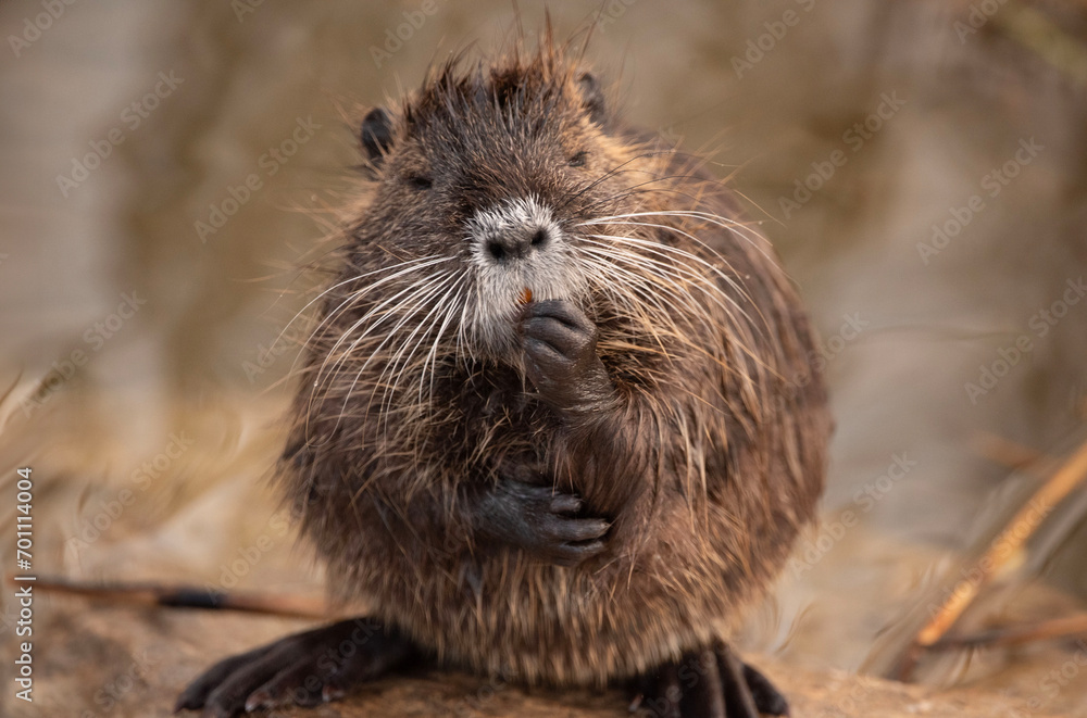 The river nutria is a larger rodent from the nutria family. River ...