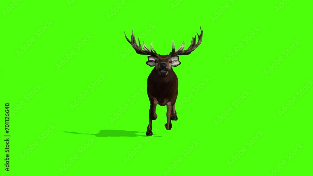 Vidéo Stock 3d stag fast running or jumping on the chroma key front ...