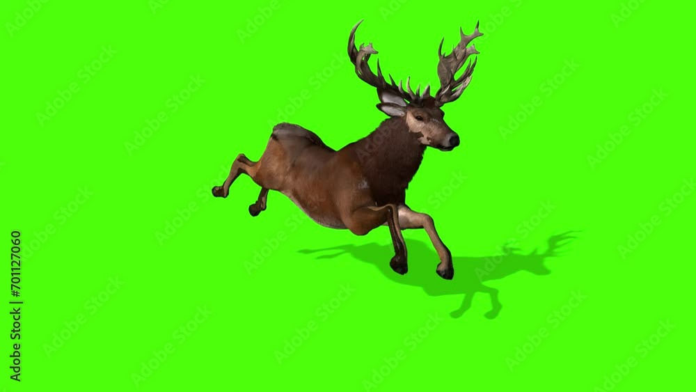 Stockvideon 3d stag fast running or jumping on the chroma key half ...