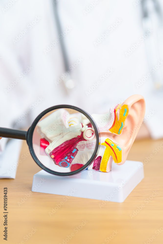 Doctor with human Ear anatomy model with magnifying glass. Ear disease ...