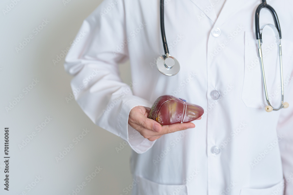 Doctor holding human Liver anatomy model. Liver cancer and Tumor ...