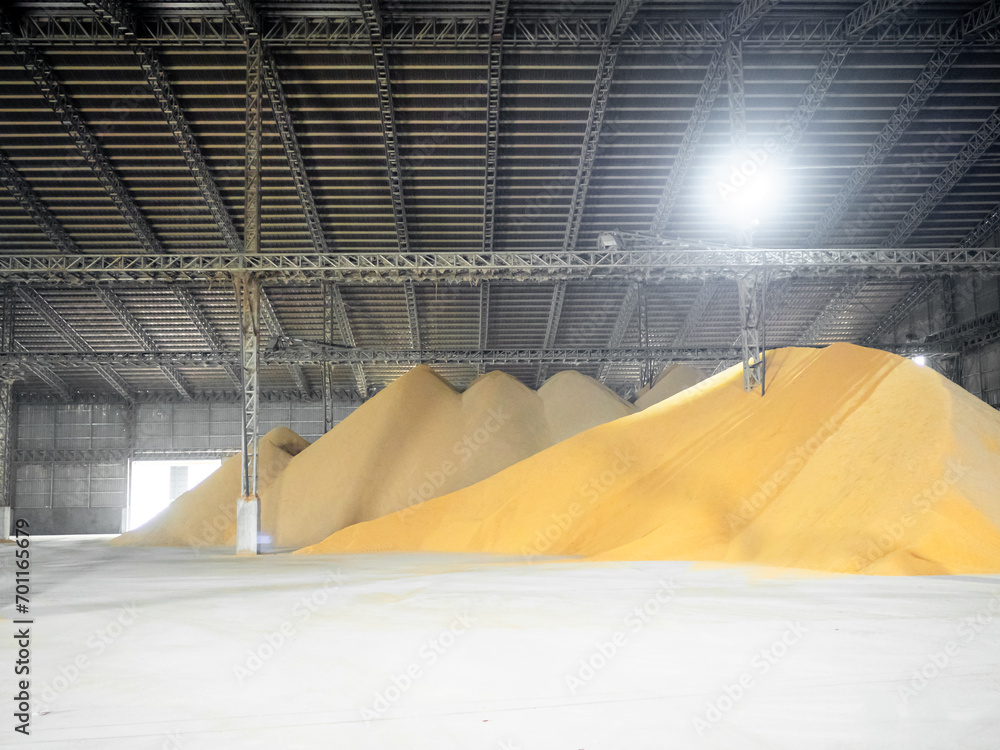 Pile of paddy rice grain store inside huge bulk warehouse at a milling ...