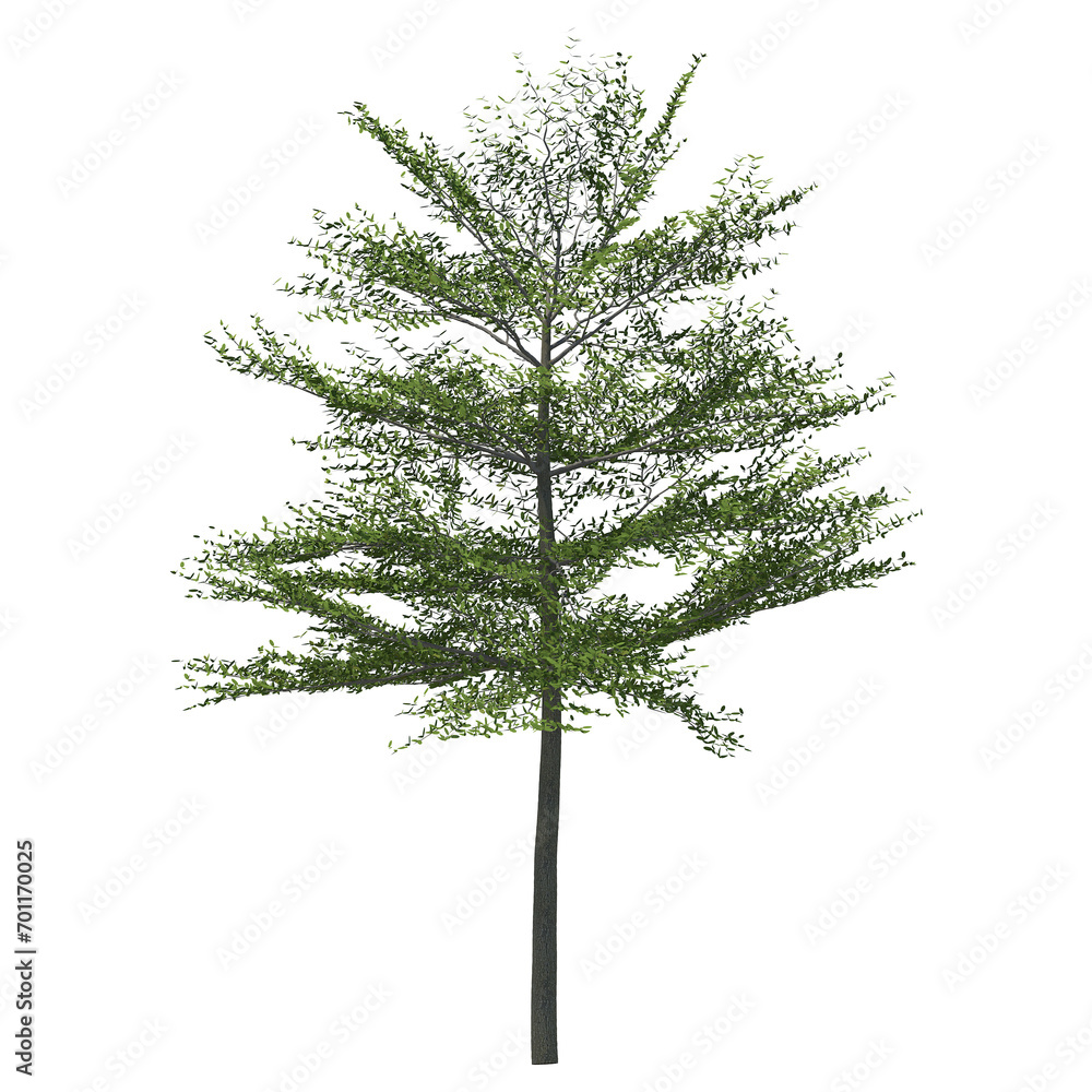 Kencana tree in Indonesia, is a mid-sized tree in the leadwood tree ...