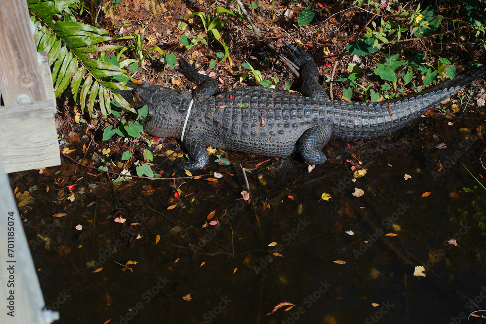 Horizontal overhead shot of large Alligator sunning at Saw Grass Park ...